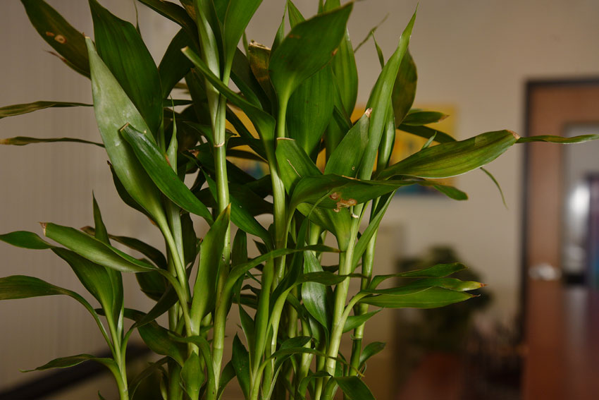 Dr. Ruggiero's Credentials - Ruggiero Family Chiropractic